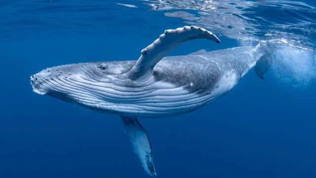 RELAX WITH CALMING MUSIC - DOLPHINS AND WHALES