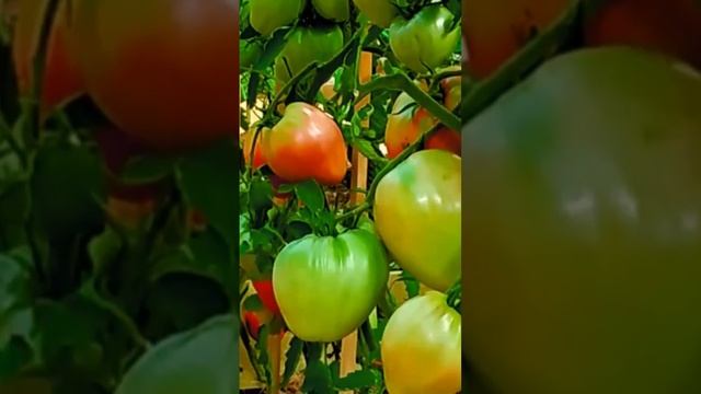 Выбирай тщательно перепроверенные сорта  томатов