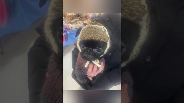 🎩🐕🧶шапочки вязаные для собак