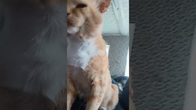 Наш любимый кот Тимофей