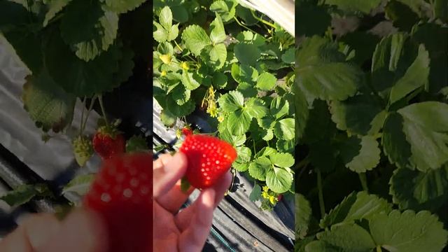 Конец сентября, Иркутск, продолжаем собирать ягоду (Мурано, туннели) #strawberry #сад #дача #garden