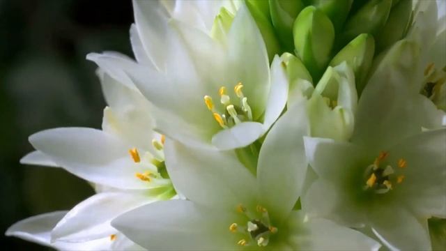 Концерт "Дорогие и любимые", посвященный 8 марта.