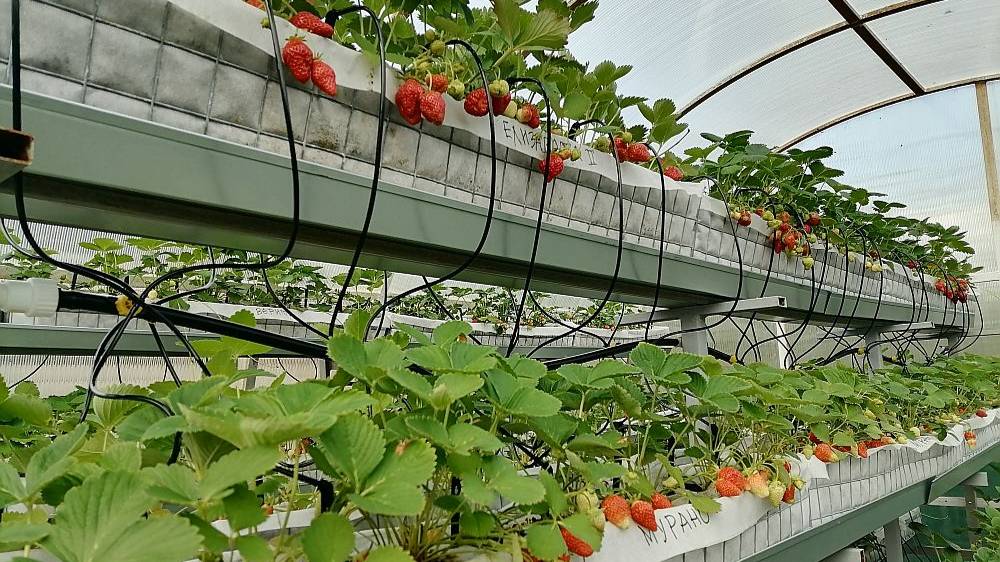 Капельный полив в теплице с земляникой