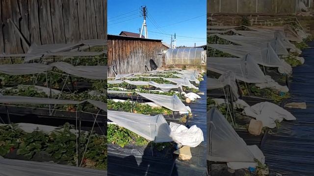 9.10.24, Иркутск. На этом все, сезон ягод закрыт. Зима близко #клубника#садоводство#урожай