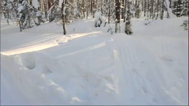 Отзыв владельца о мототолкаче Ураган Тайга. Глубокий пухлый снег. Республика Коми