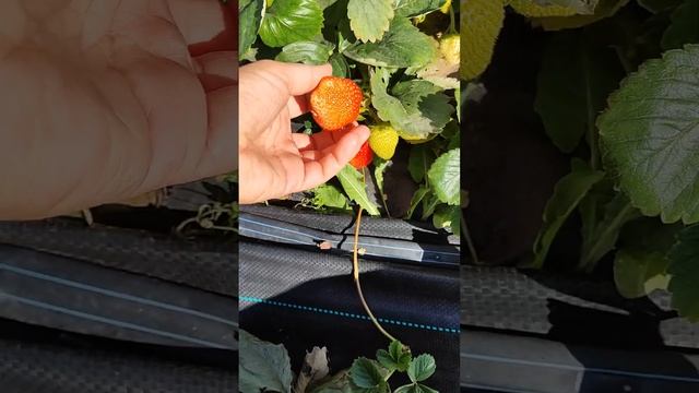 Иркутск 5.10.24 ягода частично замерзла #ягода#клубника#садоводство