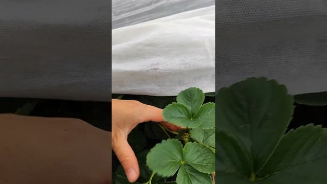 Как  подготовить усы к заморозке? Поделитесь опытом, пожалуйста