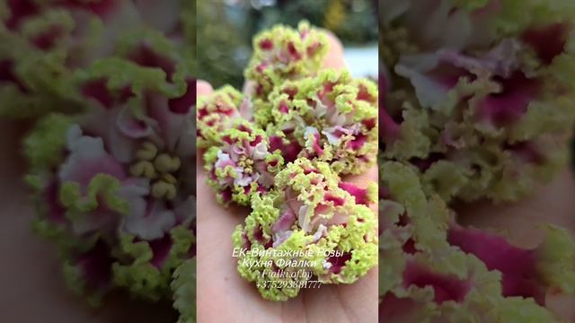 🐇🍒🍒ЕК-Винтажные Розы - вот так Вам их представляю. Почему - расскажу в видео в наших соцсетях.