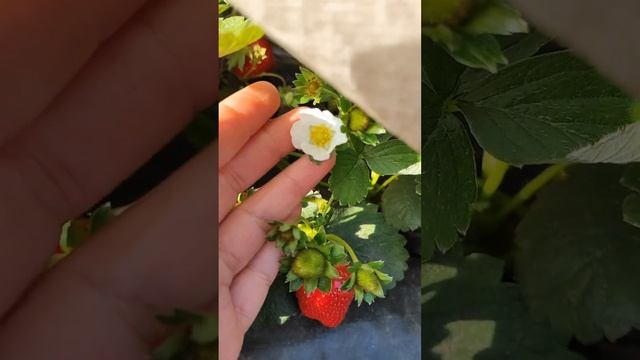 12.09.24, Иркутск, первые заморозки  #strawberry #сад #огород #дача #садоводство #урожай