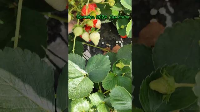 Отличный результат  #сад #strawberry #клубника