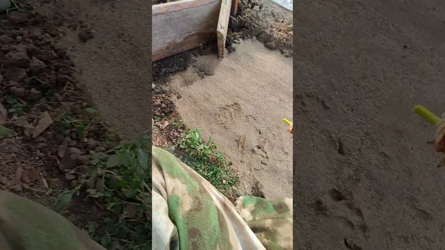 Попробую сохранить усы в песке. Вдруг получится #рассада#клубника#сад