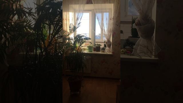 Делить или не делить занавеску на окно?