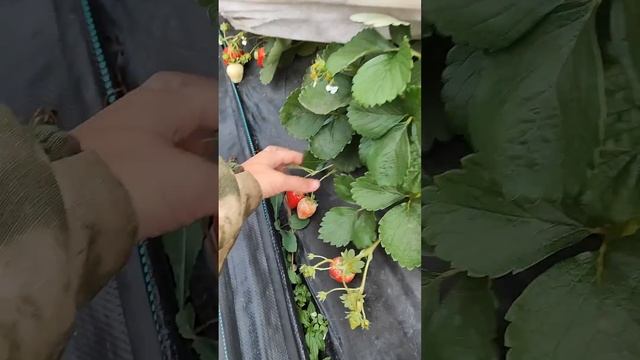 30.09.24 вести с полей. Иркутск. Ночью уже минус (до -8 доходит), днём не выше +10