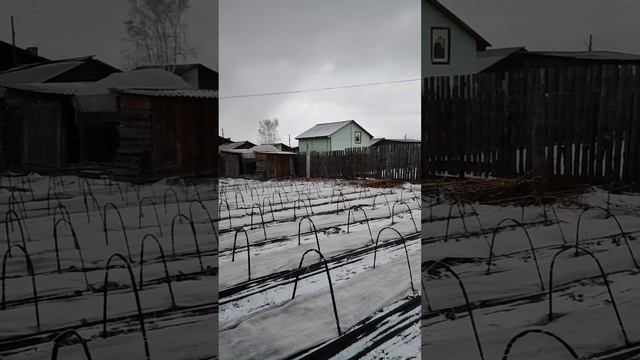 2.11.24 Иркутск,на первом участке укрыли на зиму клубнику