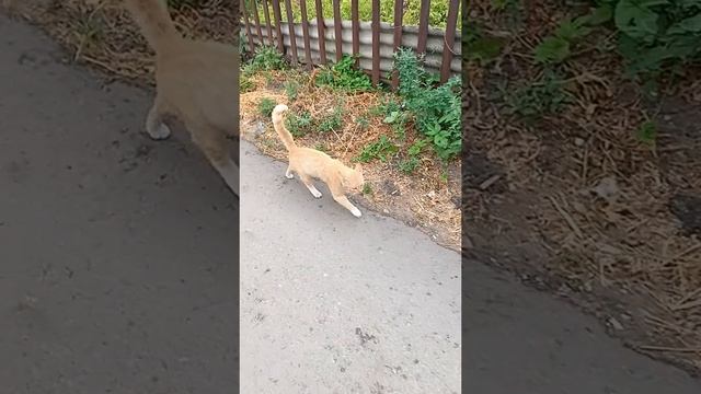 Хожу в магазин с охраной😺