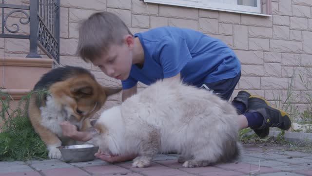 КАК КОШКА С СОБАКОЙ