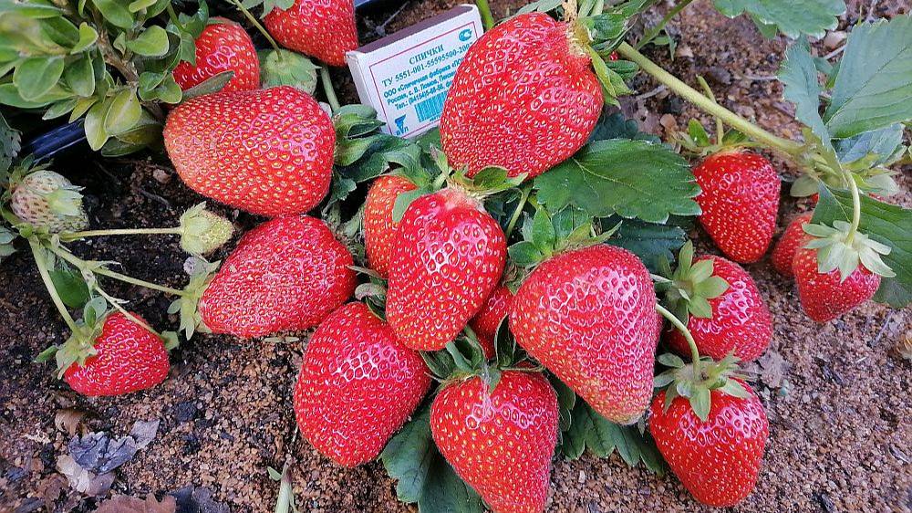 Земляника на малообъемке в середине октября