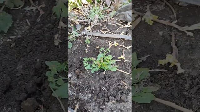 Что же под плёнкой?  готовимся к зиме #сад#огород#цветы