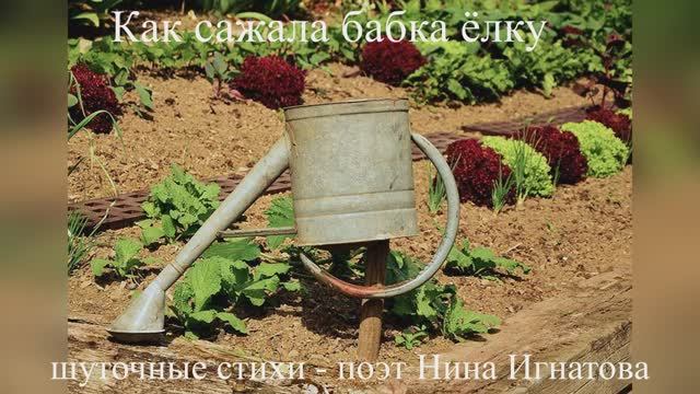 "Как сажала бабка ёлку "- шуточные стихи - поэт Нина Игнатова