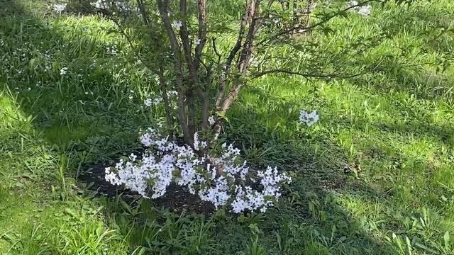 Ярославль/Гуляем в центре/Набережная/Парк атракционов.