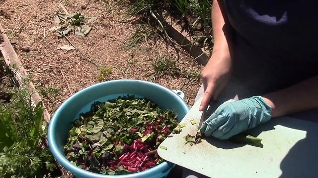 Свекольник