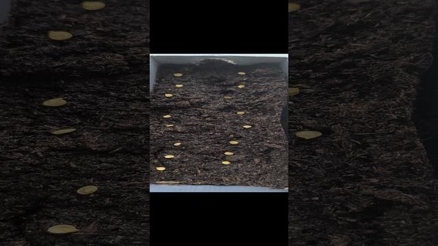 Посев перца и баклажан на рассаду 5 января 2025 года