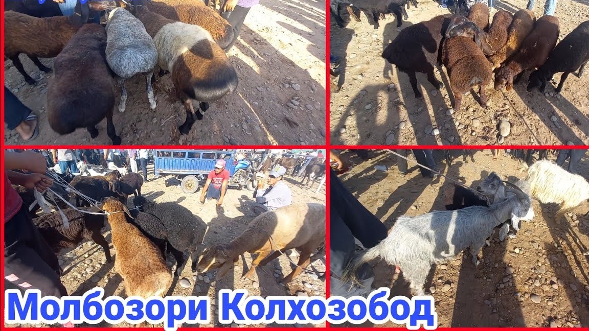 Молбозори Колхозобод Нархои ФАҚАТ БАРАЧА БУЗИЧА ГУСПАНДИ ОЧАБАЧА БУЗИ ОЧАБАЧА ТАКА КУШКОР