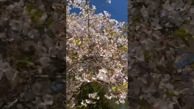 Spring blooming