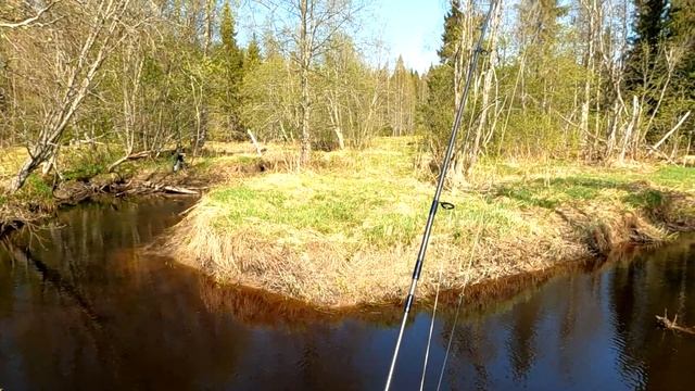БЬЕМ РЕКОРДЫ! Весенняя форель 2023