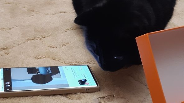 Аромат для кошечки