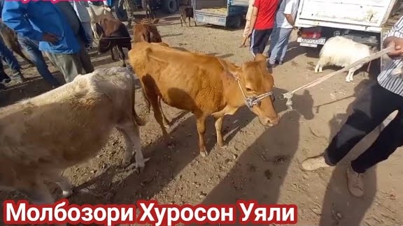 Молбозори Хуросон Уяли Нархои Говои Ширдор Говои Бугуз Бука Гуночин Гусала Барача Бузича така куш