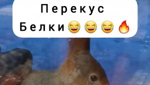 Перекус белки😁 #юмор #тикток