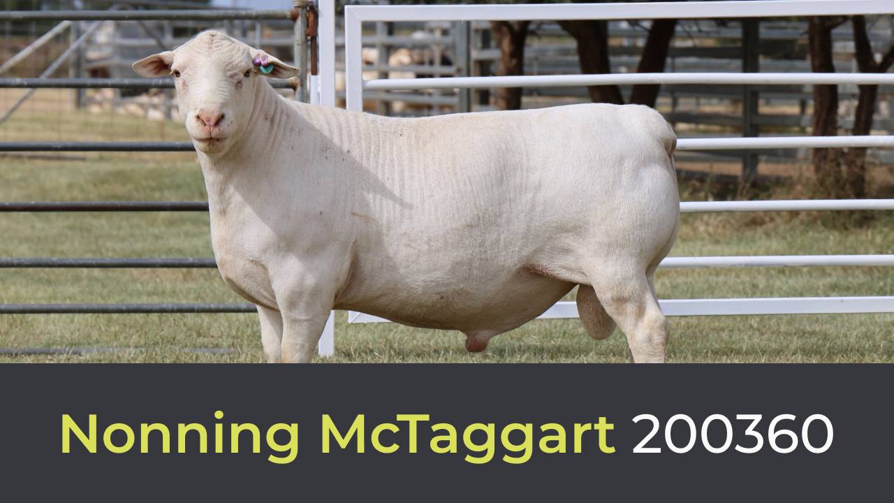 Дорпер Nonning McTaggart 200360