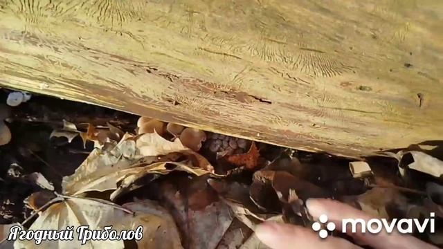 ❗Открыли грибной сезон 2025 года вешенкой устричной❗