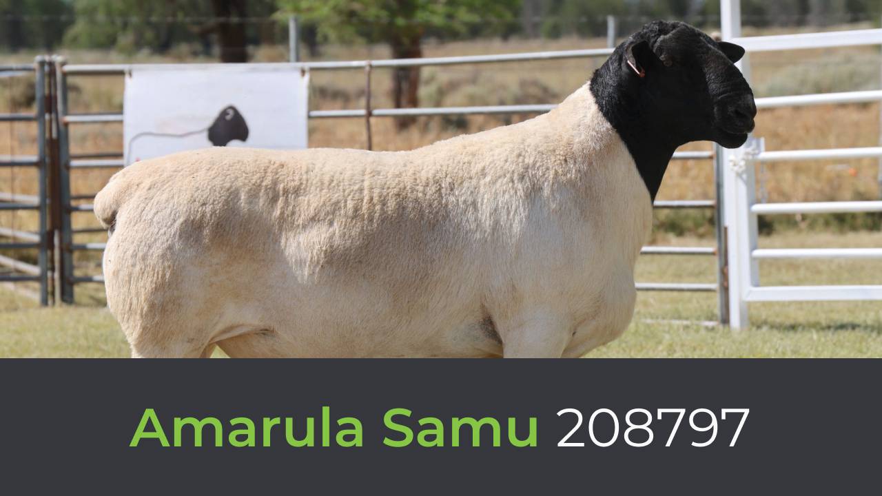 Дорпер Amarula Samu 208797