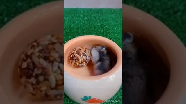 Джунгарские хомячки