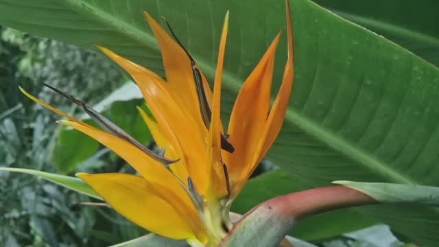 Оранжерея_Томск