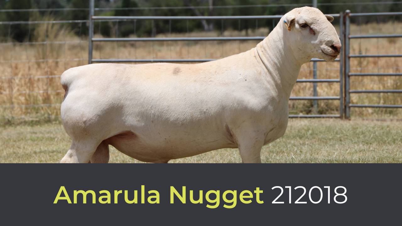 Дорпер Amarula Nugget 212018