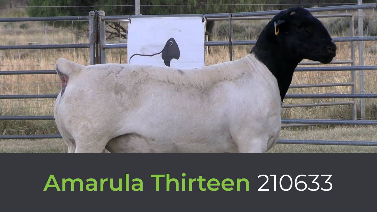 Дорпер Amarula Thirteen 210633