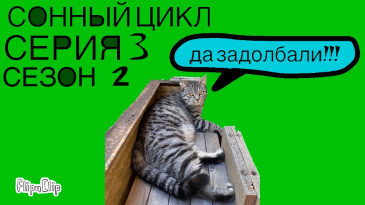 Жизнь кошки | серия 9 | сонный цикл