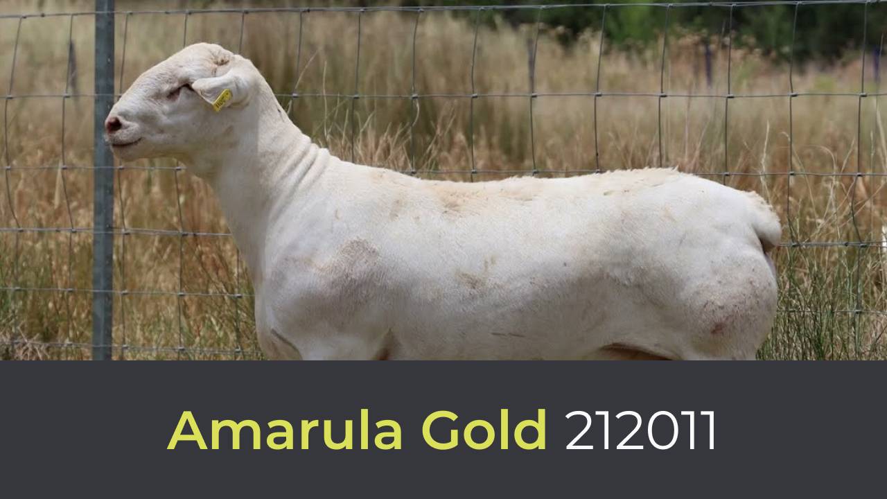 Дорпер Amarula Gold 212011