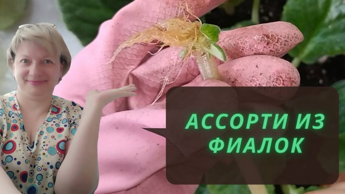 АССОРТИ ИЗ ФИАЛОК | Фиалка в домашних условиях