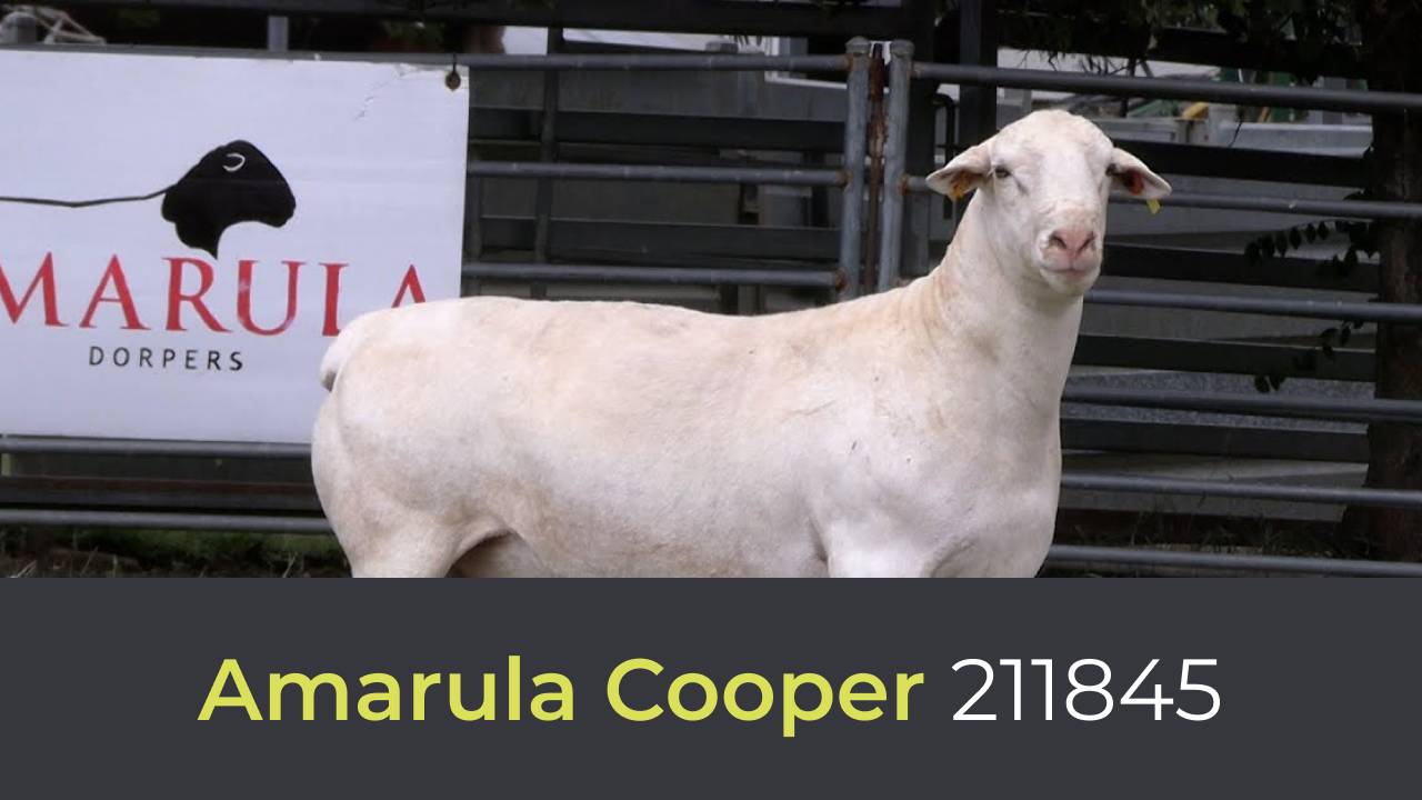 Дорпер Amarula Cooper 211845