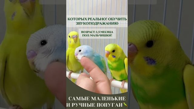 Волнистый попугай