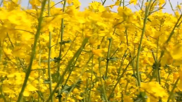 Переведи меня через Майдан