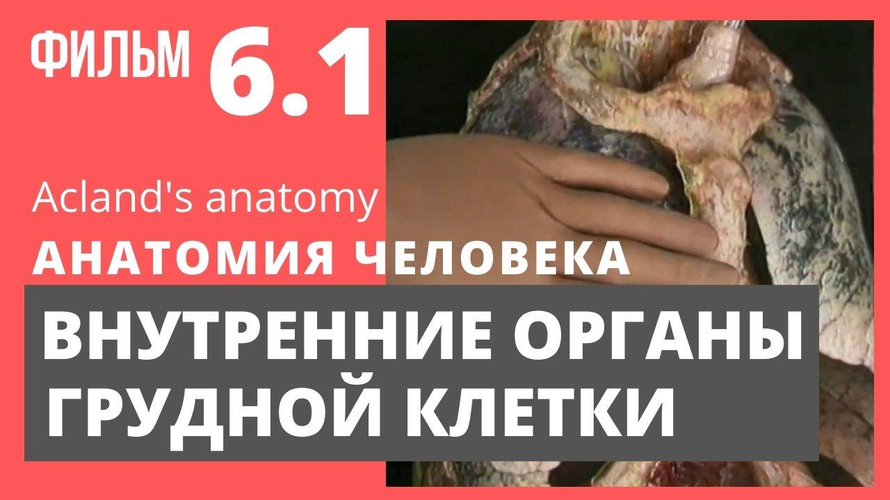 ВНУТРЕННИЕ ОРГАНЫ ГРУДНОЙ КЛЕТКИ. Анатомия человека. Видеоатлас Acland. Фильм 6.1