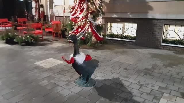 Вечерний Арзамас. Главный Рождественский арзамасский гусь.