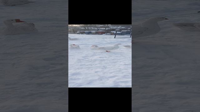 Кабачки мёрзнут