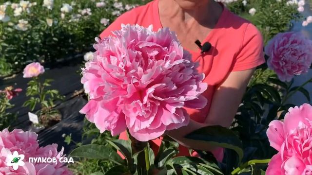 Jacorma peony. Джакорма пион. Пулков сад