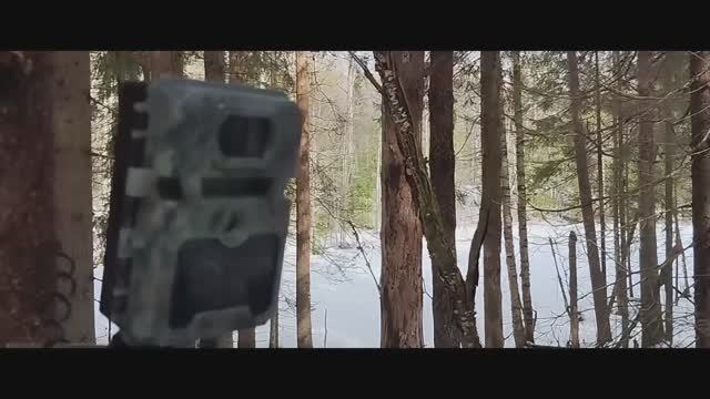 Что там у зверей в диком лесу? Первый выпуск.